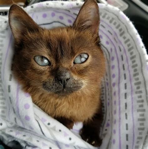 Meet The Tiny Kitten With Dwarfism Blindness And Hydrocephalus Who