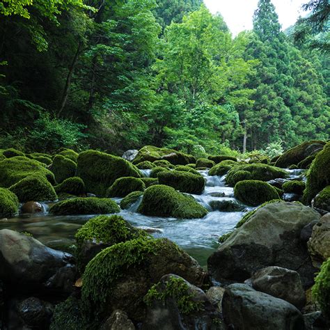 Japanese Japan In Japan