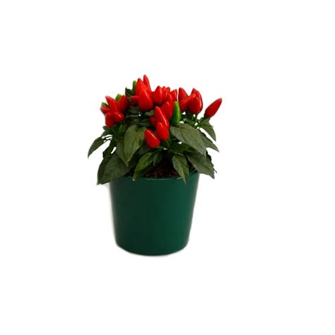 Comanda Ardei Ornamentali Mini