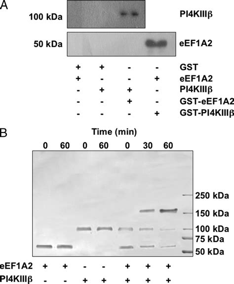 Binding Of Elongation Factor Eef1a2 To Phosphatidylinositol 4 Kinase β