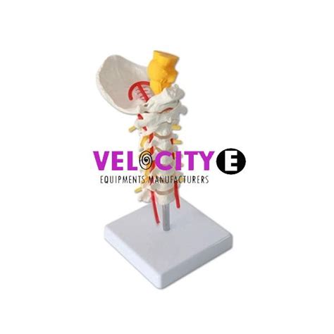 Model Of Occipital Cervical Spinal Cord Manufacturers India Brazil
