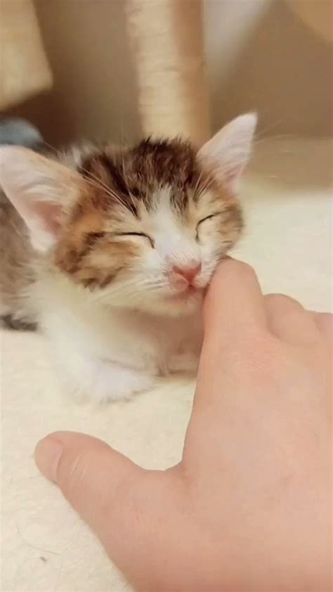 センちゃん on Twitter https t co KwztBfv43l Twitter