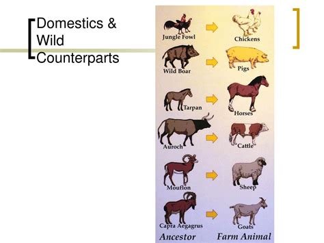 Ppt Origins And Implications Of Domestication Powerpoint Presentation