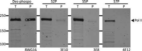 Phosphorylation Regulated Binding Of Rna Polymerase Ii To Fibrous Polymers Of Low Complexity
