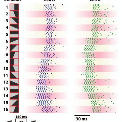 Schematic Depictions Of Different Neural Coding Schemes Hypothetical