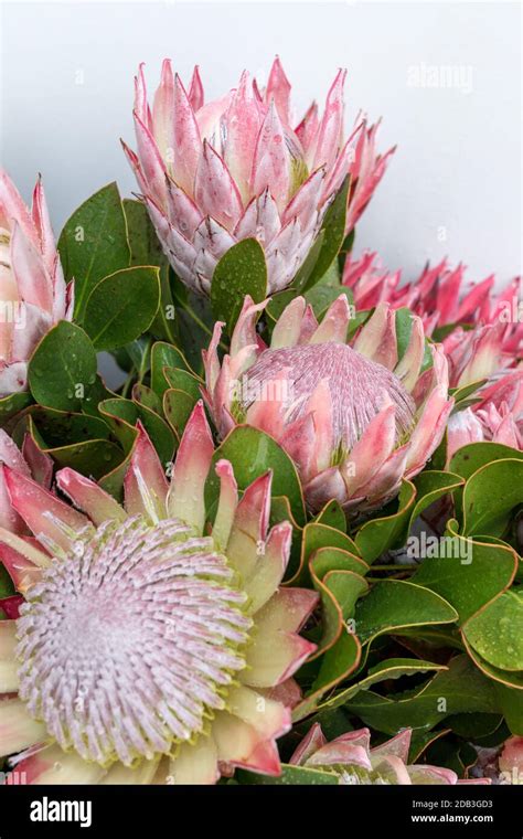King Protea Or Protea Cynaroides The National Flower Of South Africa