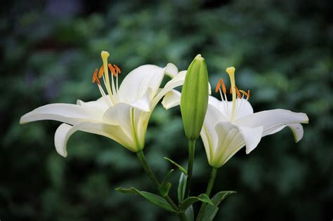 Lily Flower Flowers Free Photo On Pixabay Pixabay