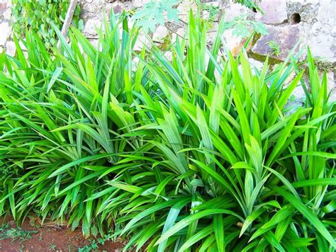 Fakta 6 Manfaat Dari Daun Pandan Sangat Bermanfaat Pengetahuan Bidang