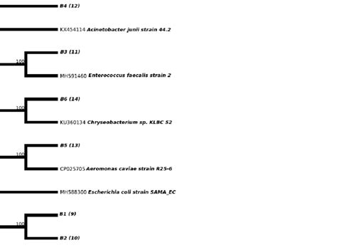 Phylogenetic Tree Showing The Evolutionary Distance Between The