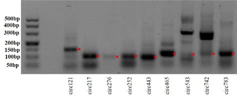 Reverse Transcription Polymerase Chain Reaction Rt Pcr Amplification