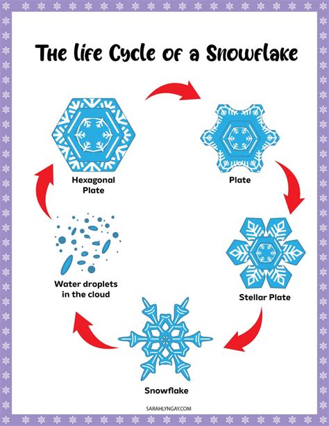 Snowflake Lifecycle All About Snowflakes Types Of Snowflakes Instant Download Digital