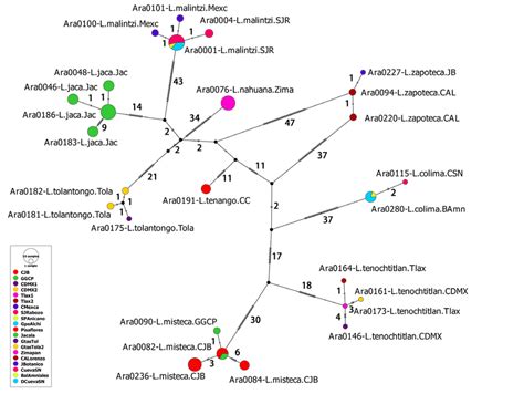 Haplotype Network From The CO1 Data Obtained With TCS Using PopArt