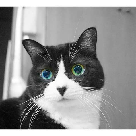 真ん丸な顔と黒い鼻がたまらんのです 猫 白黒猫 ハチワレ 肉球 Cat Kittenlapineko20160316 02