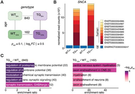 Snca Overexpression In Rat Causes Age Dependent Gene Expression Download Scientific Diagram