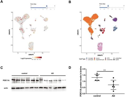 Exome Sequencing Revealed Pde11a As A Novel Candidate Gene For Early