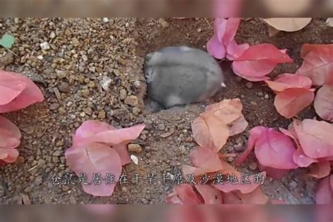 为什么给仓鼠洗澡，它过后就会”死去“？原因其实很简单仓鼠原因