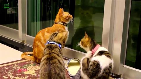 Cats And Kittens Meowing Compilation Youtube