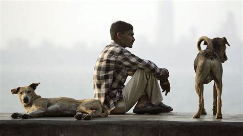India El misterio de las jaurías de perros asesinos a las que culpan