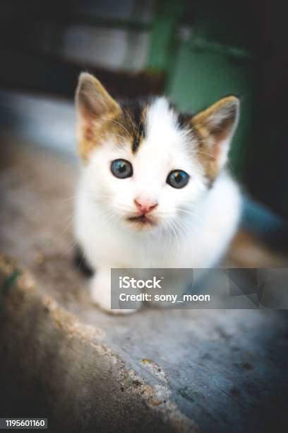 오래된 울타리 근처 돌 바닥에 마당에 누워 사랑스러운 흰색 새끼 고양이 귀여운 작은 키티 고양이의 아름다운 초상화 가축에 대한 스톡 사진 및 기타 이미지 Istock