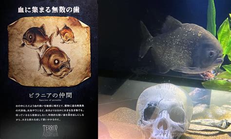 サンシャイン水族館 夜間特別営業 Terror Night Aquarium シネフィル 映画とカルチャーwebマガジン