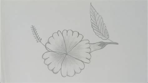 How To Draw Hibiscus Flower Joba Ful Aka Youtube