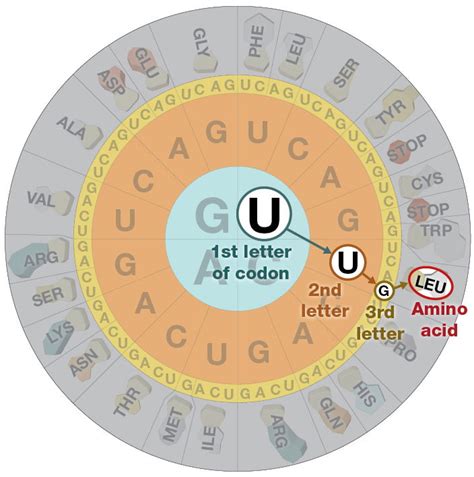 How Do Cells Read Genes