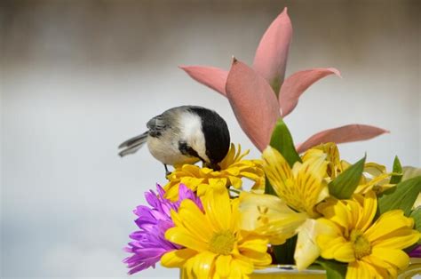 Premium Photo Chickadee