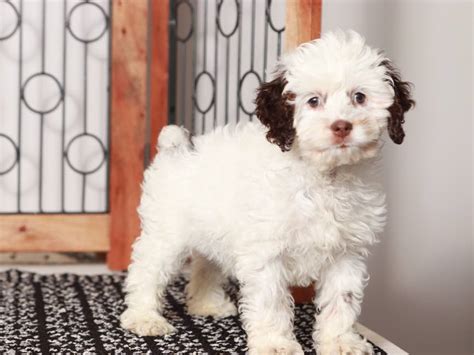 Bruno Handsome Little Male Cockapoo Florida Puppies Online