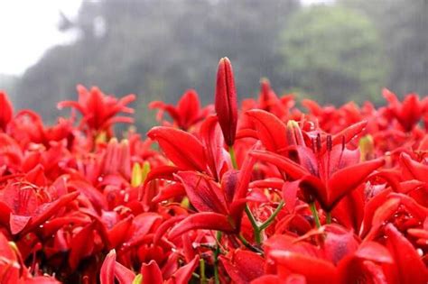 国庆节来成都漫花庄园看百合花展游石像湖啦 中国公园
