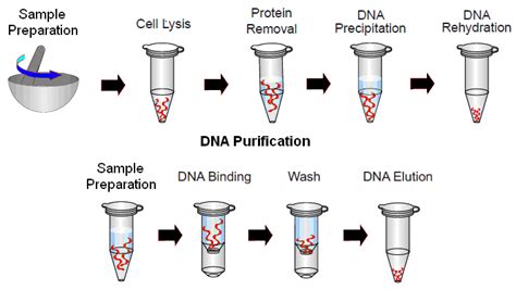 GENOMIC DNA ISOLATION 1 Microbiology Resource Hub