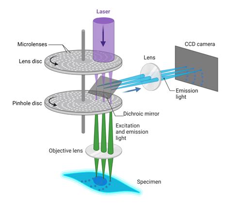 Confocal Microscopy Aat Bioquest