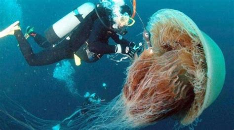 Essas imagens provam que a Austrália é o país mais perigoso do mundo