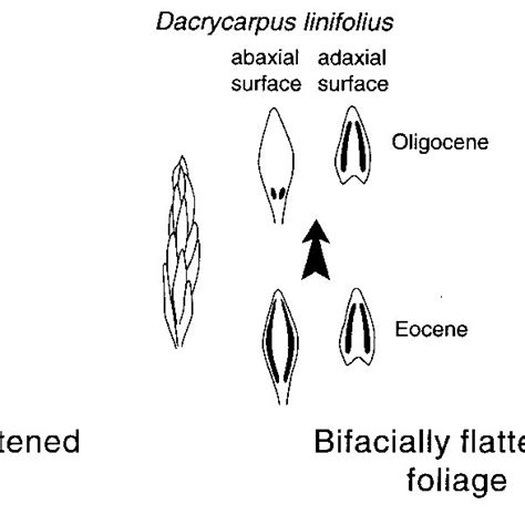 Line Drawings Of Common Fossil Foliage Types Of Dacrycarpus In