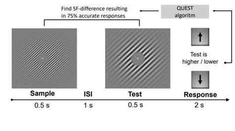 The Visual Discrimination Task Participants Performed 4 Rounds Of A Download Scientific