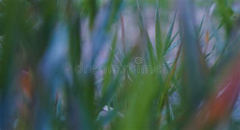 Bokeh Background Stock Image Image Of Light Bokeh 284136169