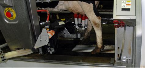 Dairy Robotic Milking Systems What Are The Economics Dairy Cattle