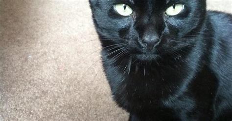 Handsome Cat Is Handsome Imgur