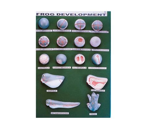 Buy Frog Development Model Life Cycle Teaching Tool For Biology Labs