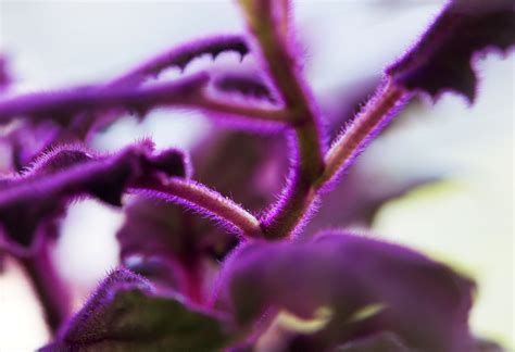 How To Grow And Care For Purple Passion Plant
