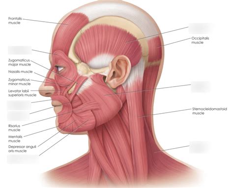 Lab Exam 2 Appendicular Skeleton Diagram Quizlet