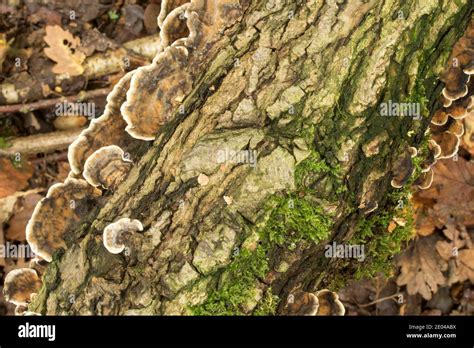 Abstract Close Up Patterns And Textures In Nature Simplifying