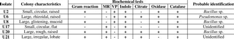 Morphological And Biochemical Characterization Of Rhizobacteria From