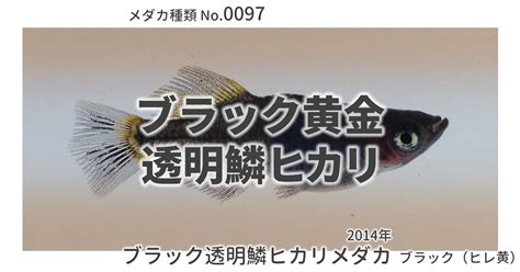 ブラック黄金透明鱗ヒカリメダカとは 改良メダカweb図鑑no0097 ブラック メダカの品種 改良メダカweb図鑑
