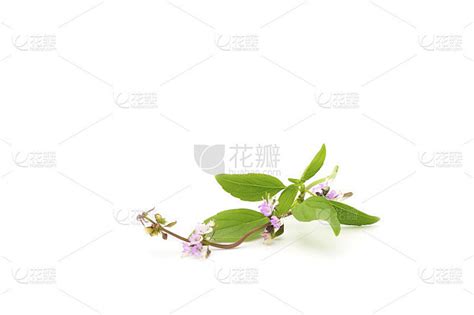 开花泰国罗勒