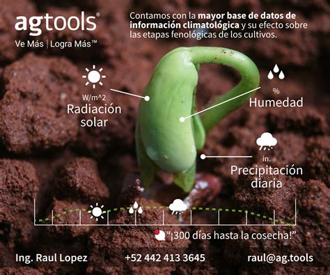 Descripción Del Cultivo De Mango Revista Infoagro México