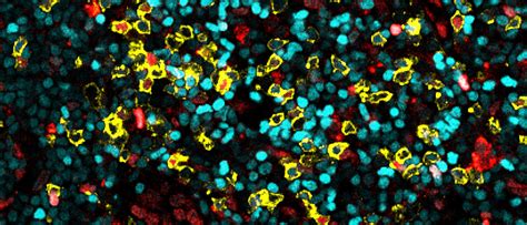 Immune Guardians In The Lymph Node