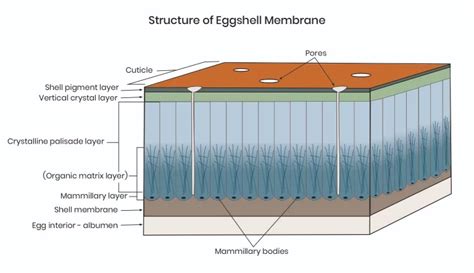 Improve Eggshell Quality In Poultry With Shellvin Vinayak Ingredients