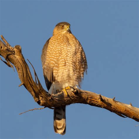Sharp Shinned Hawk Nesting Habits