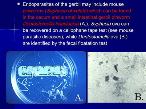 Gerbils Biology Anatomy And More PPT