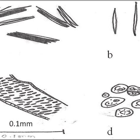 A And B Ts Of Root Of A Racemosus Willd And 10× E Epidermis Ct Download Scientific